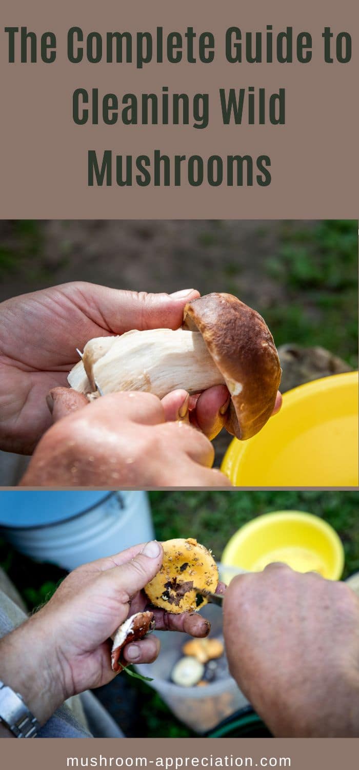 The Complete Guide to Cleaning Wild Mushrooms - Mushroom Appreciation