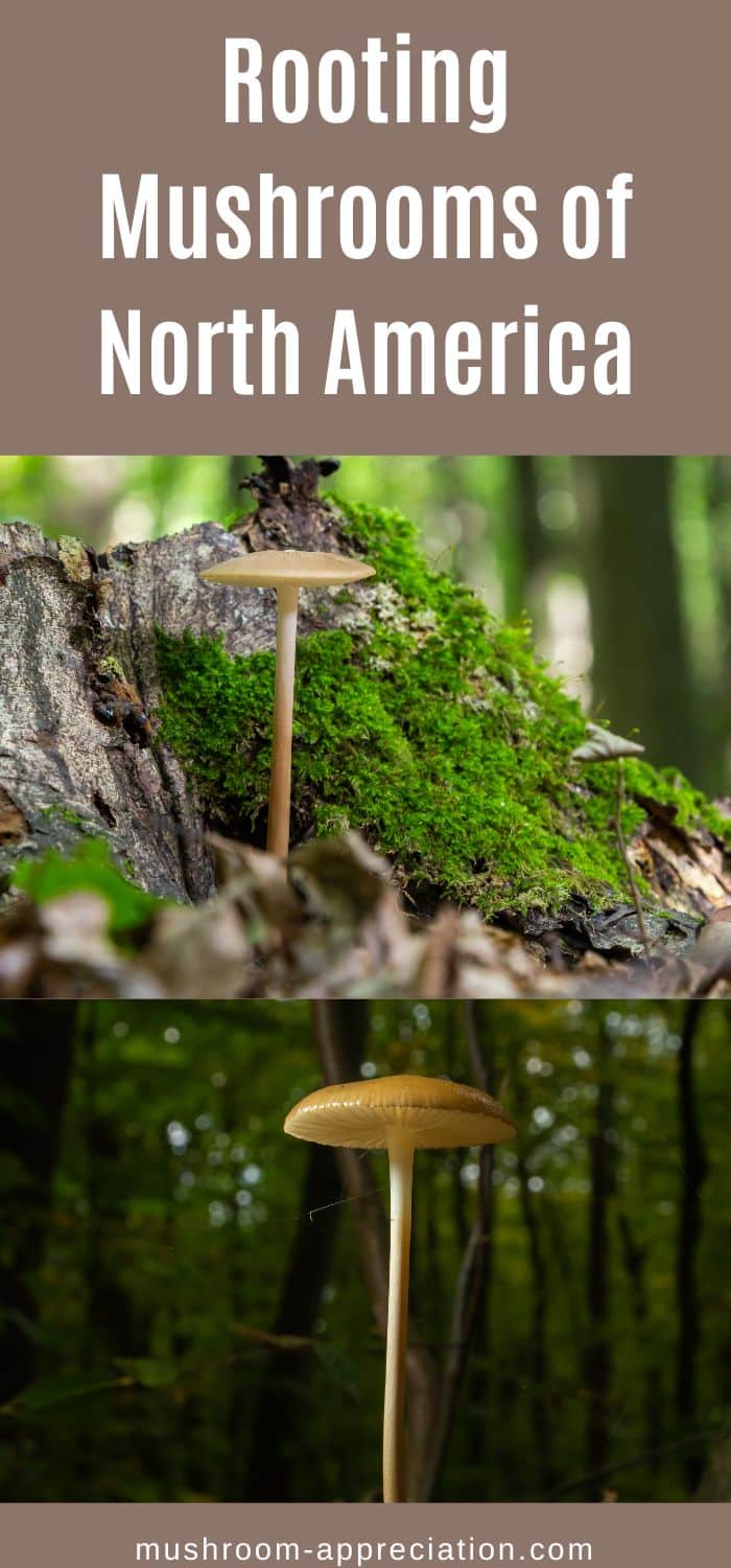 Rooting Mushrooms of North America - Mushroom Appreciation