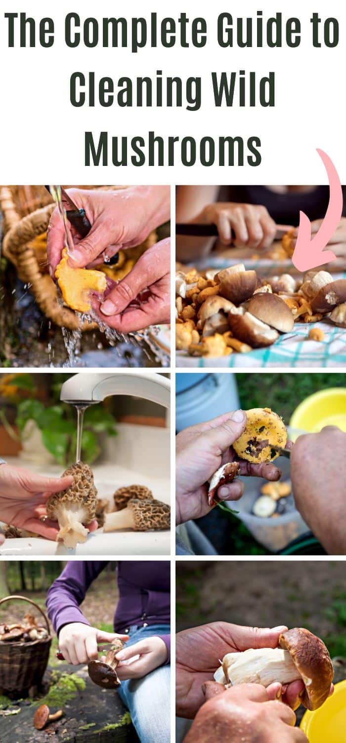 The Complete Guide to Cleaning Wild Mushrooms - Mushroom Appreciation