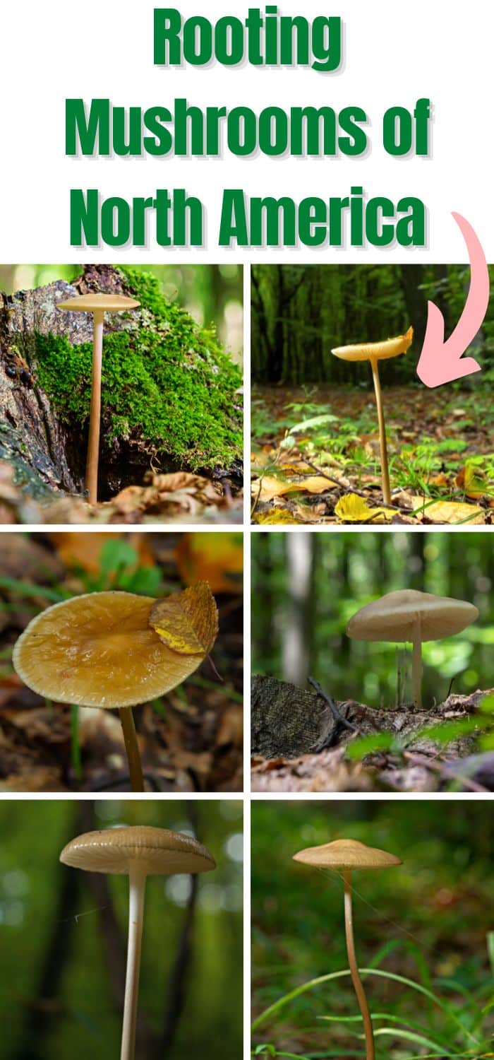 Rooting Mushrooms of North America - Mushroom Appreciation
