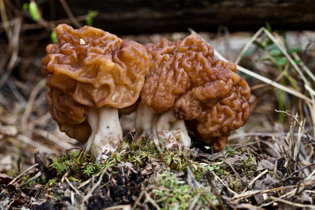 The Big, Bad, Beefy False Morel: Complete Guide to Identification and ...
