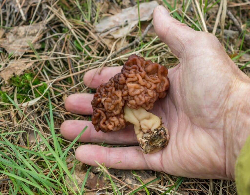 The Big, Bad, Beefy False Morel: Complete Guide to Identification and ...