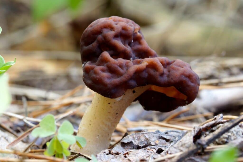 The Big, Bad, Beefy False Morel: Complete Guide to Identification and ...