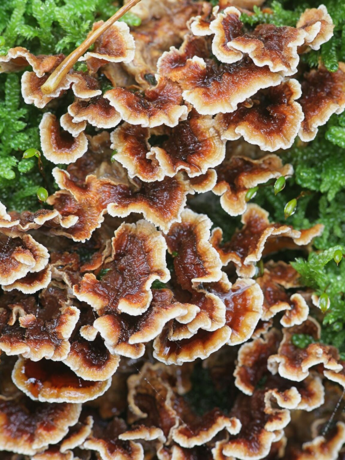 False Turkey Tail Fungi: Identification and Lookalikes - Mushroom Appreciation