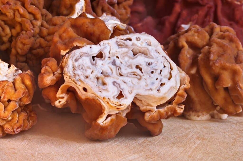 Big Red False Morel: Identification and Edibility Guide For the ...