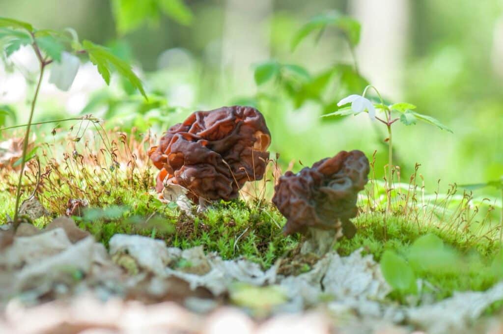 Snow False Morels: Identification and Foraging Guide - Mushroom Appreciation
