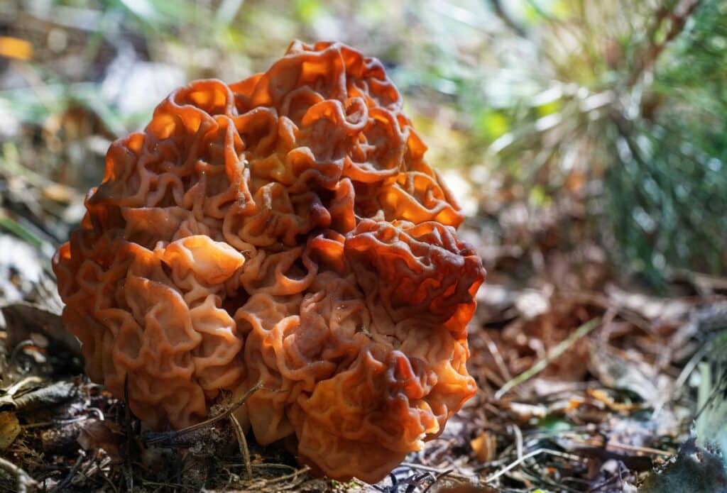 Snow False Morels: Identification and Foraging Guide - Mushroom ...