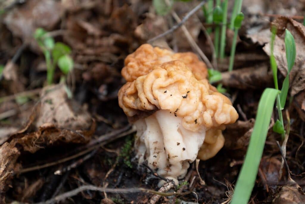 Snow False Morels: Identification and Foraging Guide - Mushroom ...