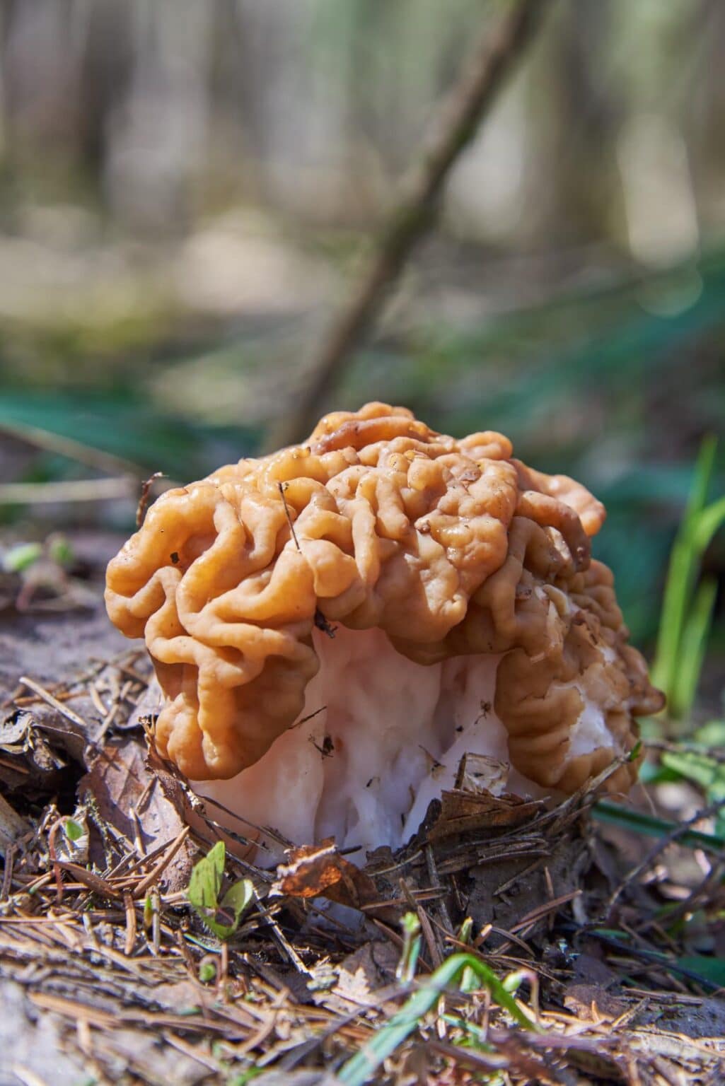 Elephant Ear False Morels: A Complete Guide To Identification and ...