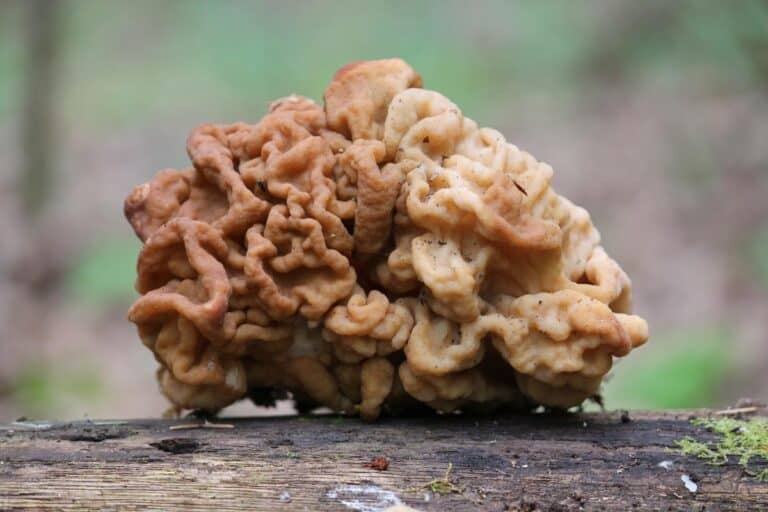 Snow False Morels: Identification and Foraging Guide - Mushroom Appreciation