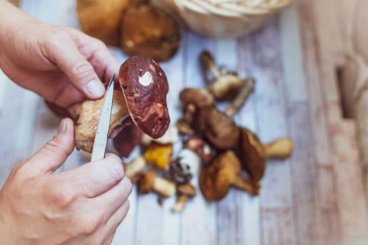 The Complete Guide to Cleaning Wild Mushrooms - Mushroom Appreciation