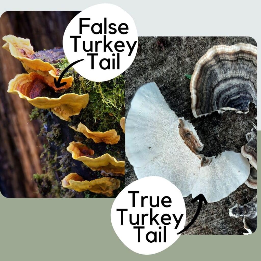False Turkey Tail Fungi: Identification and Lookalikes - Mushroom ...