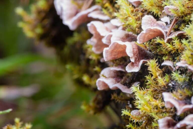 False Turkey Tail Fungi: Identification and Lookalikes - Mushroom ...