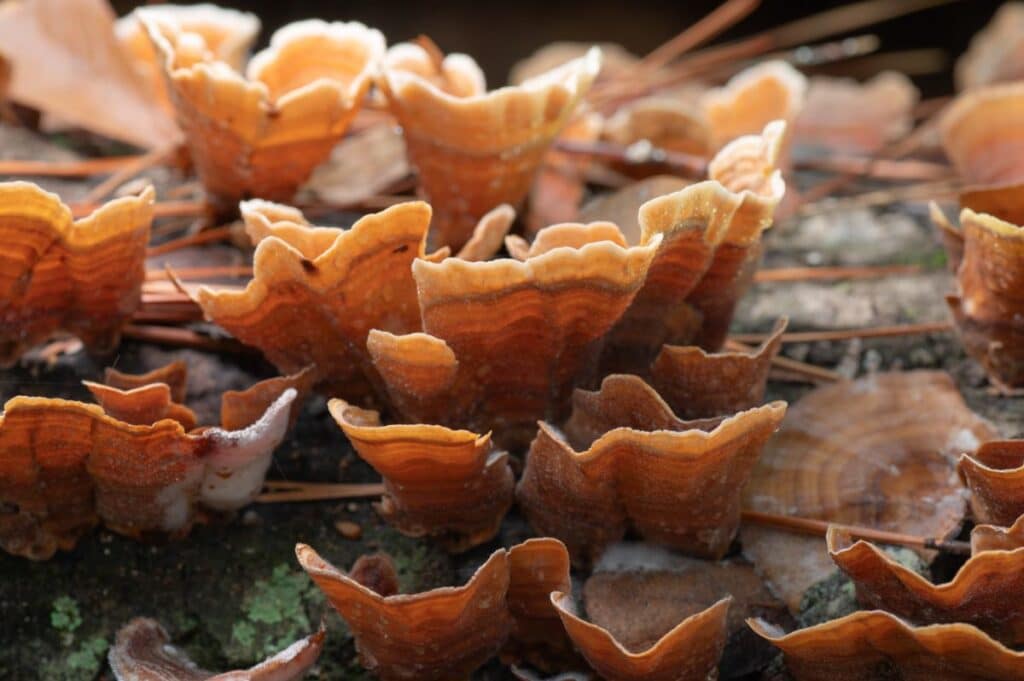 False Turkey Tail Fungi: Identification and Lookalikes - Mushroom ...