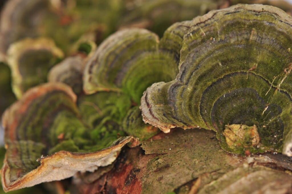 False Turkey Tail Fungi: Identification and Lookalikes - Mushroom ...