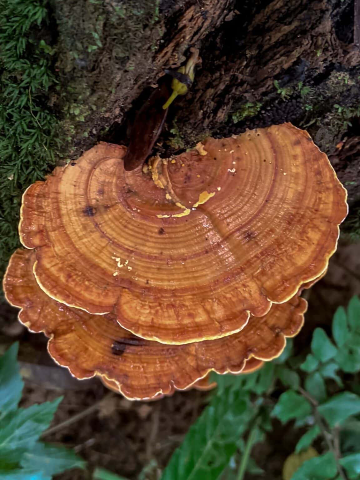 False Turkey Tail Fungi: Identification and Lookalikes - Mushroom ...