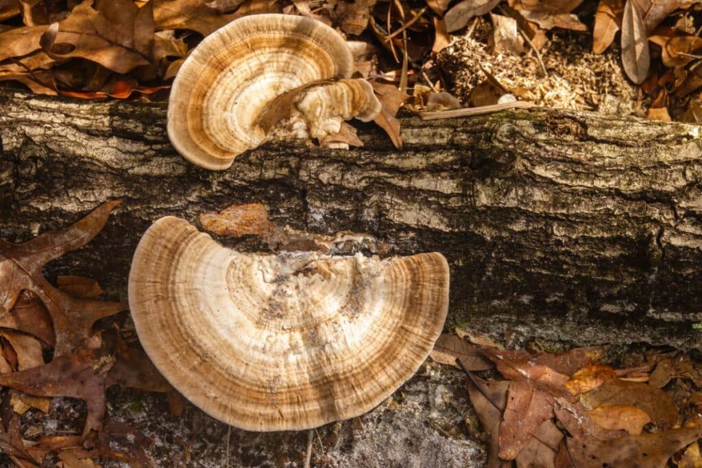 False Turkey Tail Fungi: Identification and Lookalikes - Mushroom ...