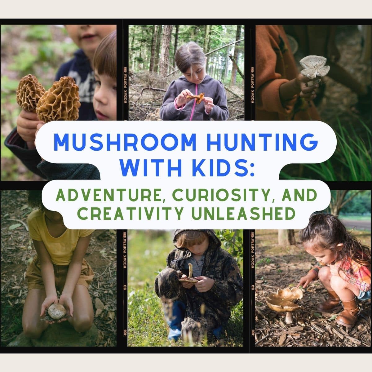 Winter Mushroom Foraging, By Region - Mushroom Appreciation