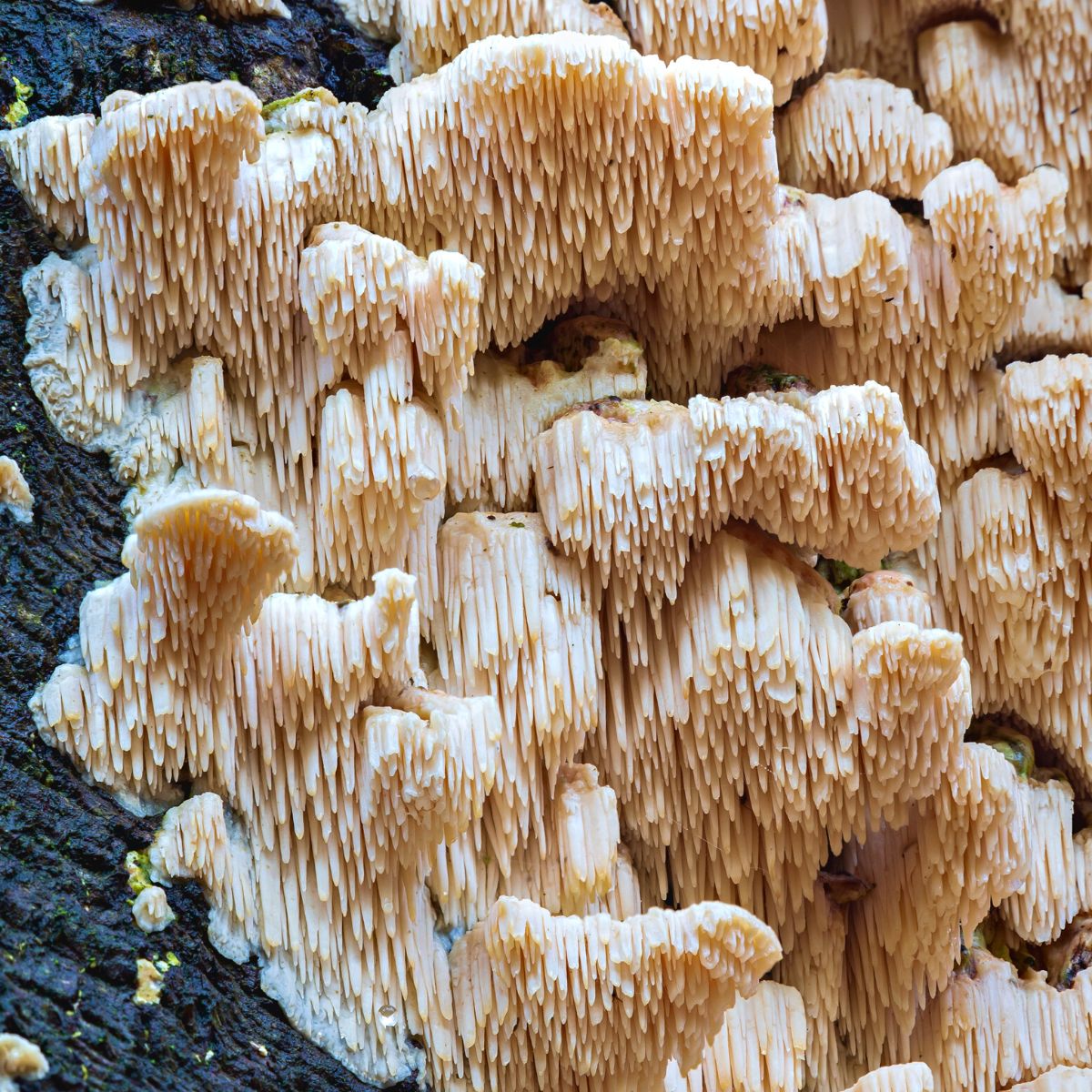 Polypores - Mushroom Appreciation