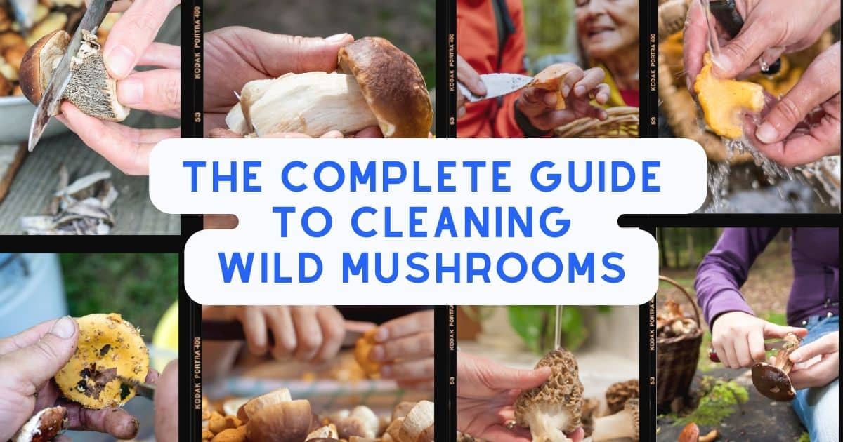 The Complete Guide to Cleaning Wild Mushrooms - Mushroom Appreciation