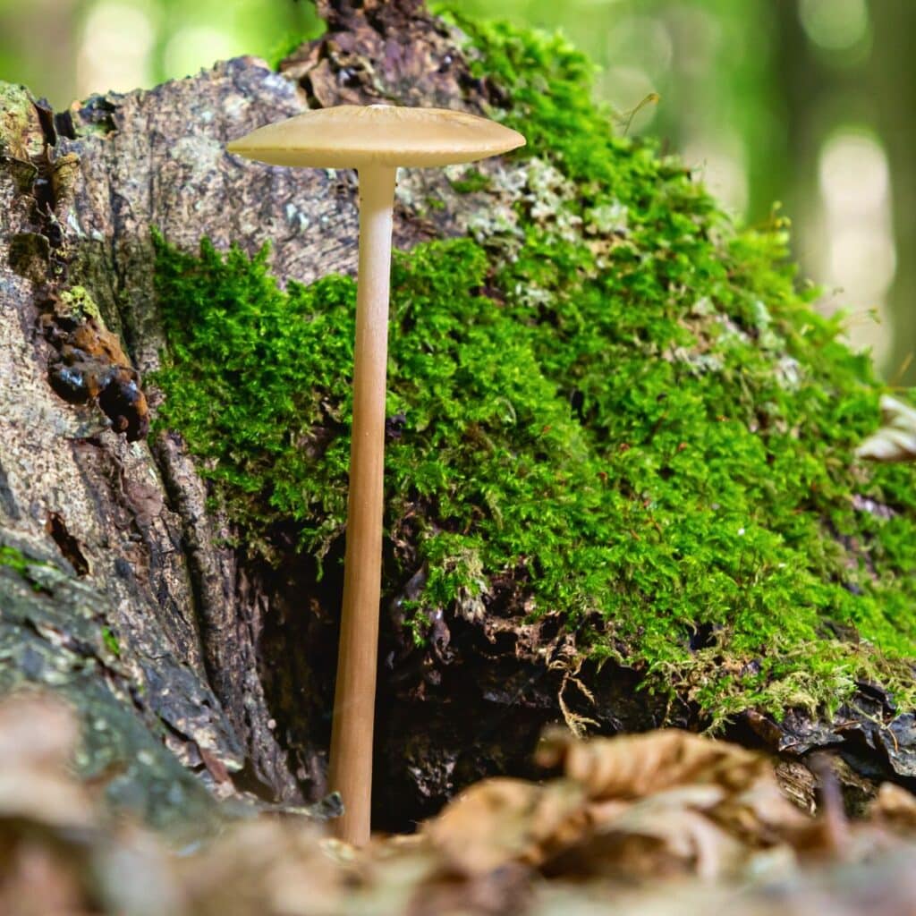 Mushroom Species - Mushroom Appreciation