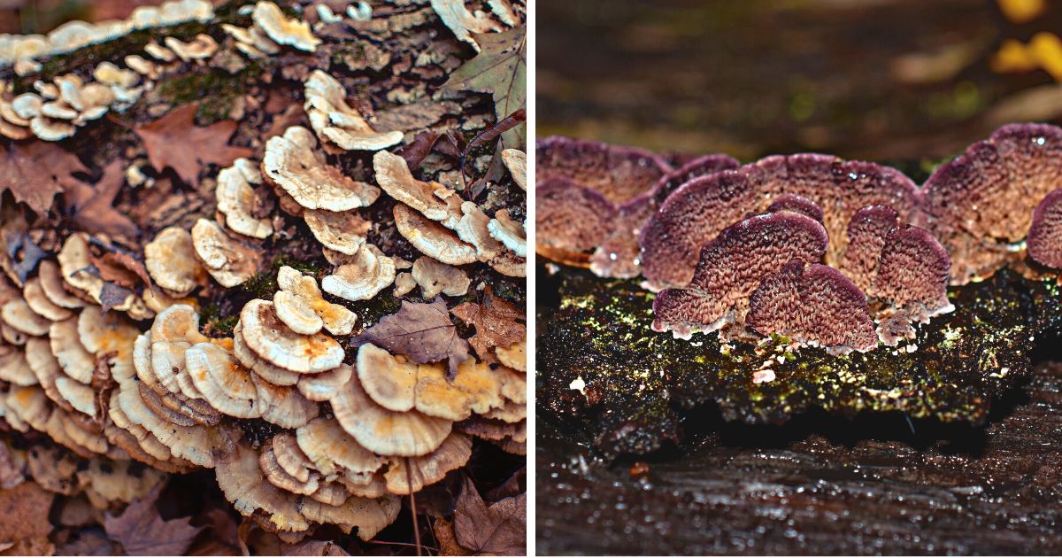 Violet Toothed Polypores: Species and Identification Guide - Mushroom ...