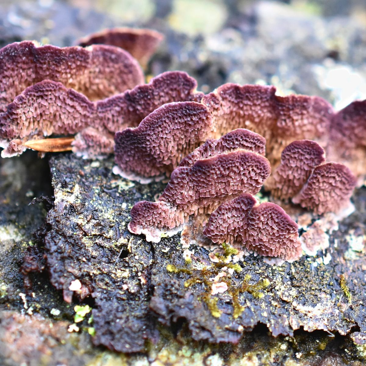 Mushroom Species - Mushroom Appreciation