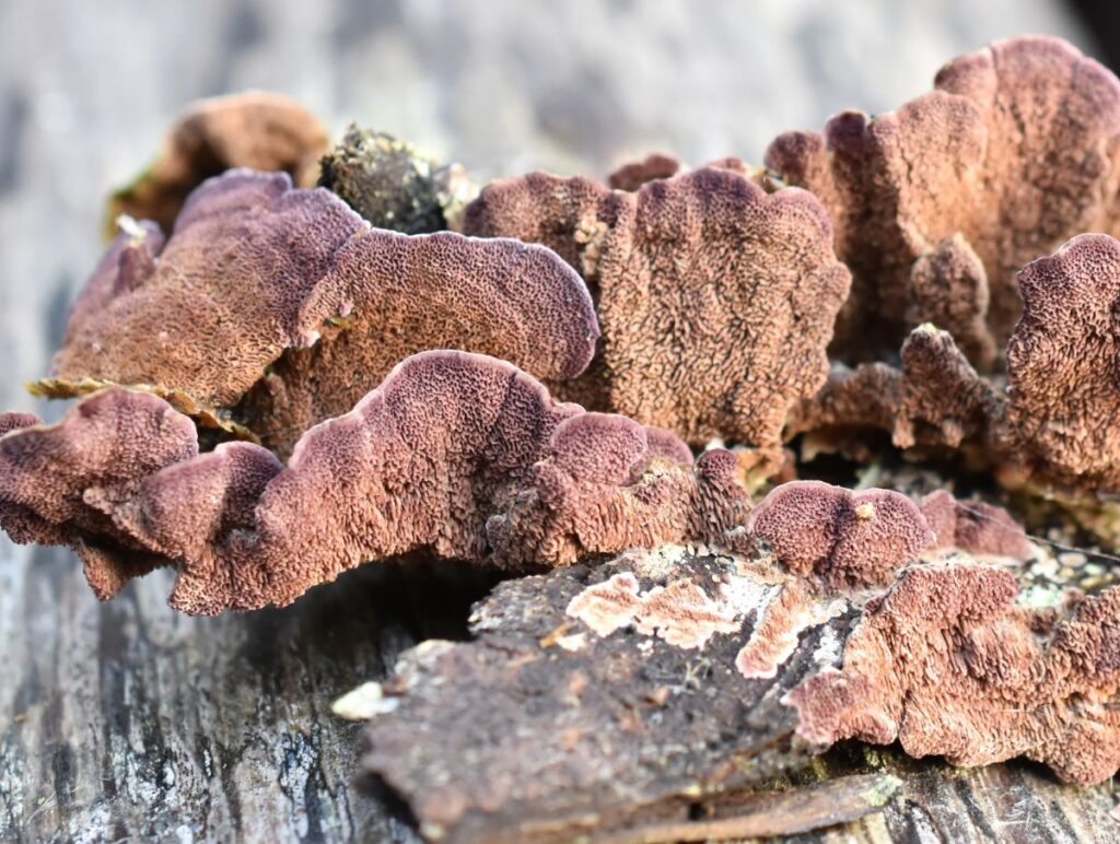 Violet Toothed Polypores: Species and Identification Guide - Mushroom ...