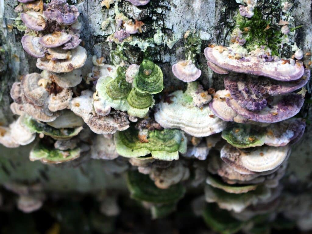 Violet Toothed Polypores: Species and Identification Guide - Mushroom ...