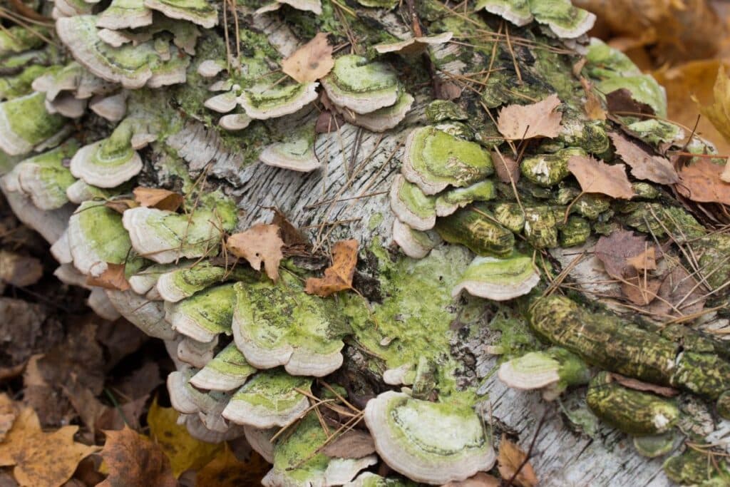 Violet Toothed Polypores: Species and Identification Guide - Mushroom ...