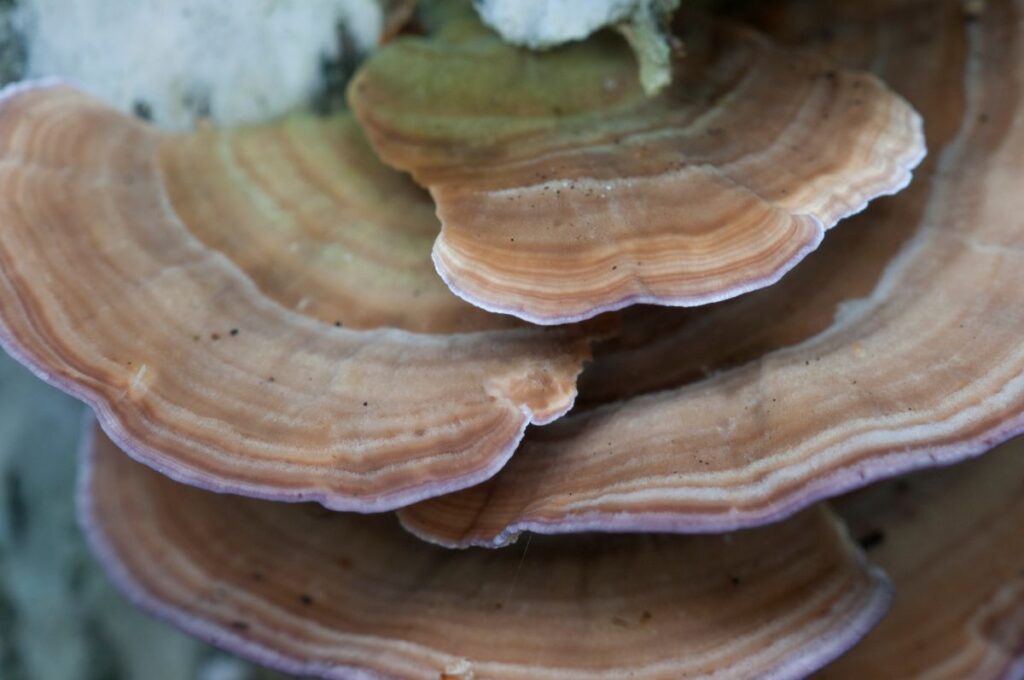 Violet Toothed Polypores: Species and Identification Guide - Mushroom ...