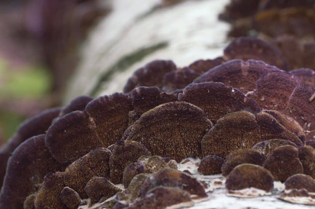 Violet Toothed Polypores: Species and Identification Guide - Mushroom ...