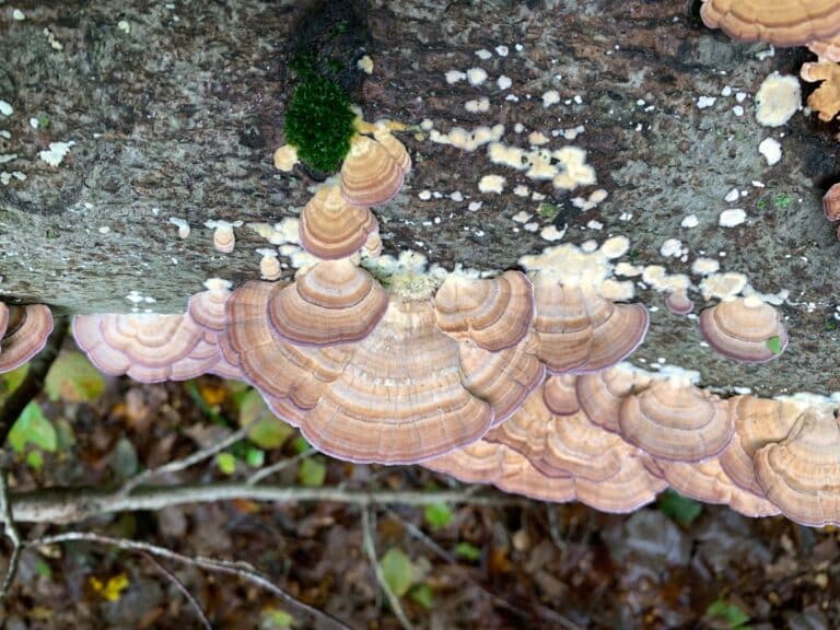 Violet Toothed Polypores: Species and Identification Guide - Mushroom ...