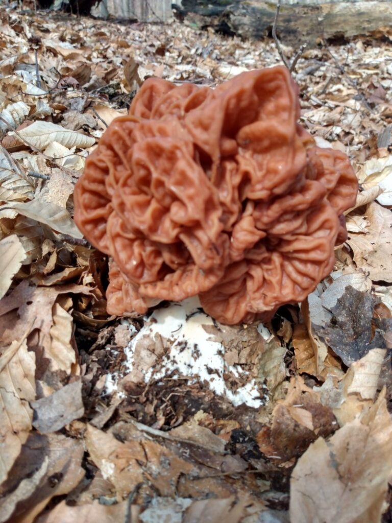 Big Red False Morel: Identification and Edibility Guide For the ...