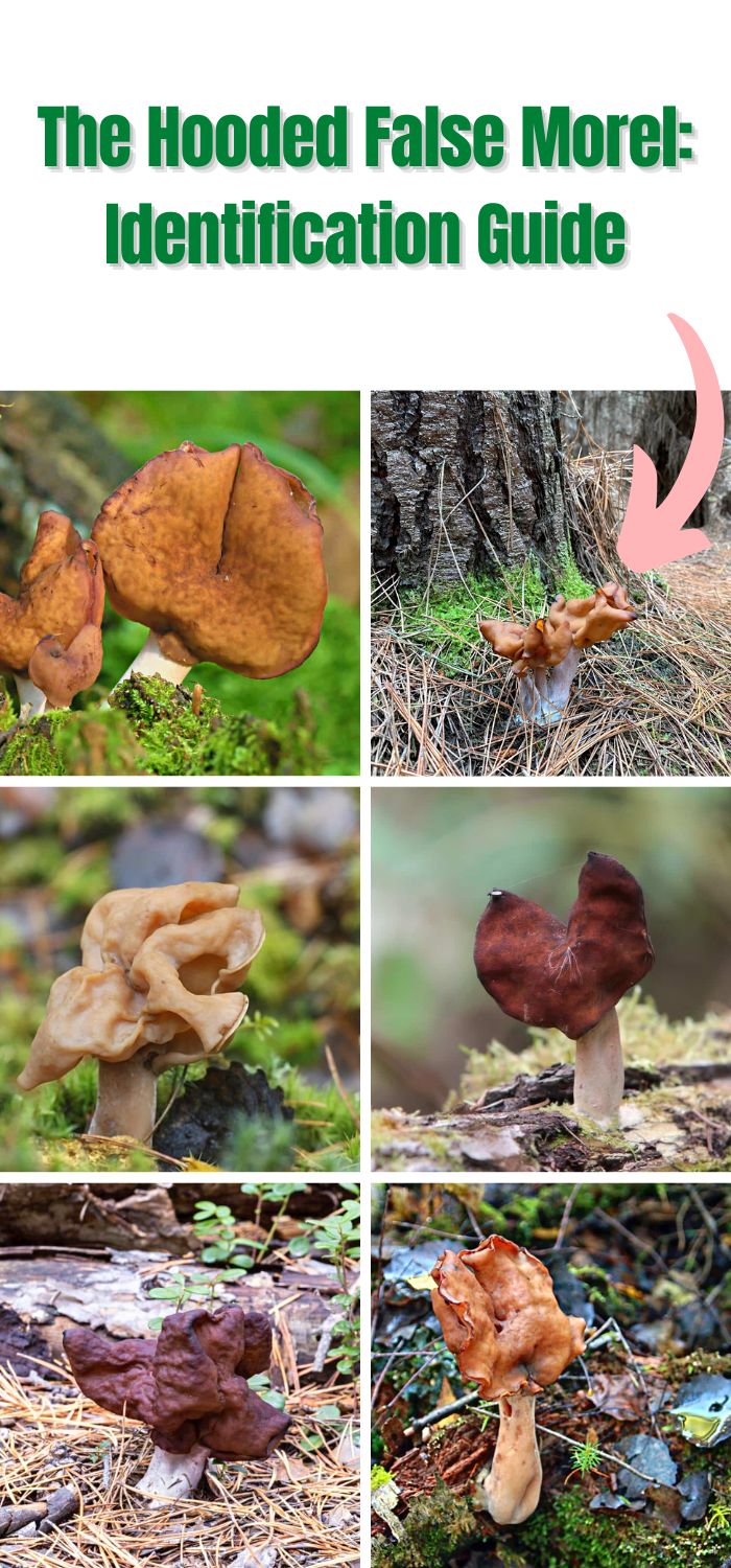 The Hooded False Morel: Identification Guide - Mushroom Appreciation