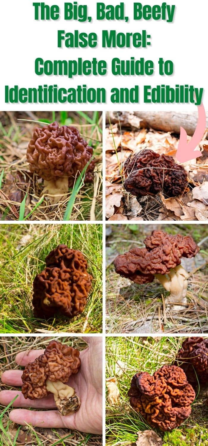 The Big, Bad, Beefy False Morel: Complete Guide to Identification and Edibility - Mushroom ...