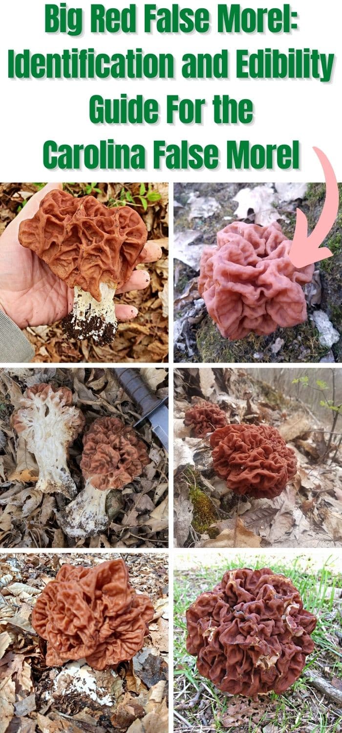 Big Red False Morel: Identification and Edibility Guide For the ...