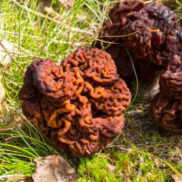 Big Red False Morel: Identification and Edibility Guide For the ...
