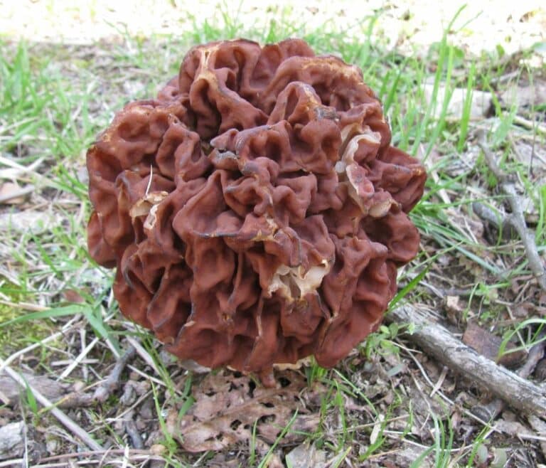 Big Red False Morel: Identification and Edibility Guide For the ...