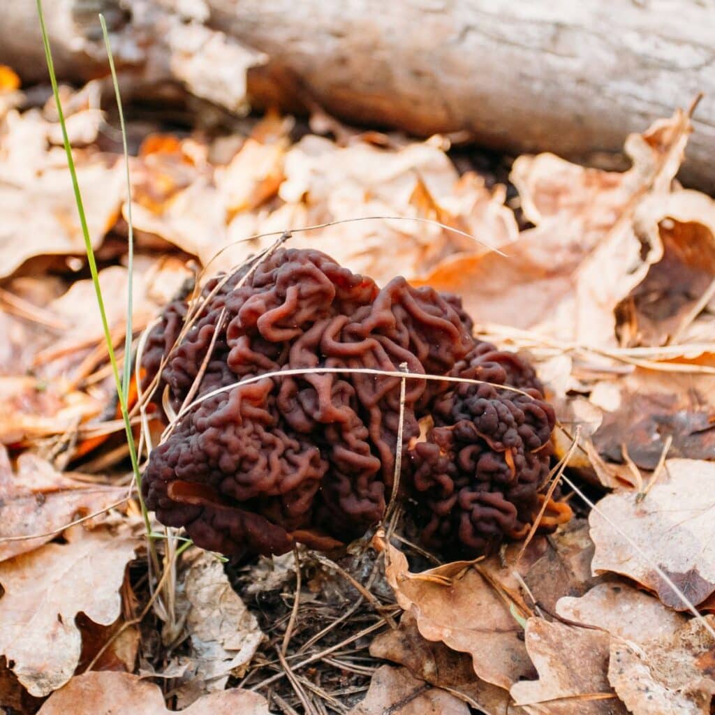 The Big, Bad, Beefy False Morel: Complete Guide to Identification and ...