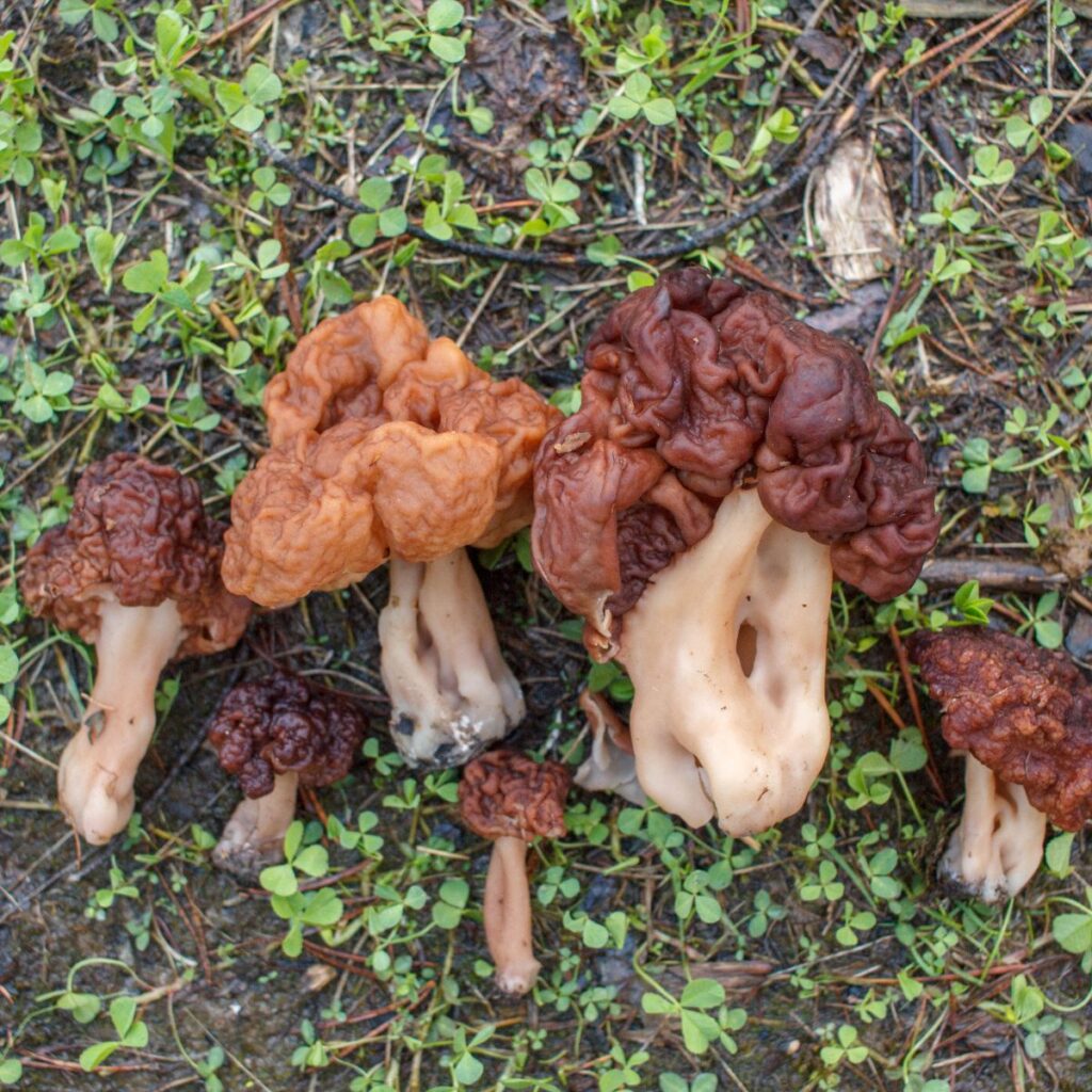 The Big, Bad, Beefy False Morel: Complete Guide to Identification and ...
