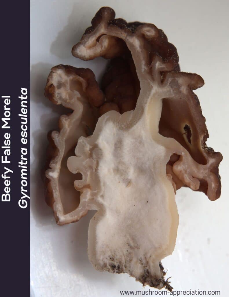 Big Red False Morel: Identification and Edibility Guide For the ...