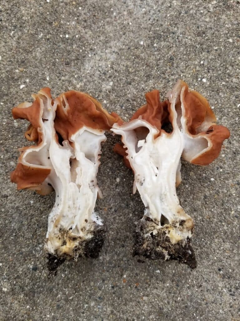 Elephant Ear False Morels: A Complete Guide To Identification and ...