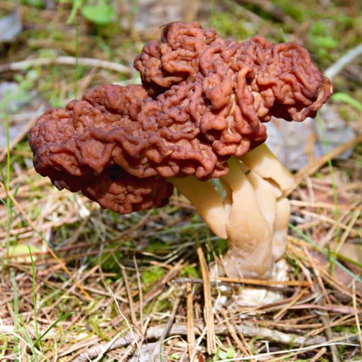 Morel Mushroom Identification: What to Look For and What to Avoid ...