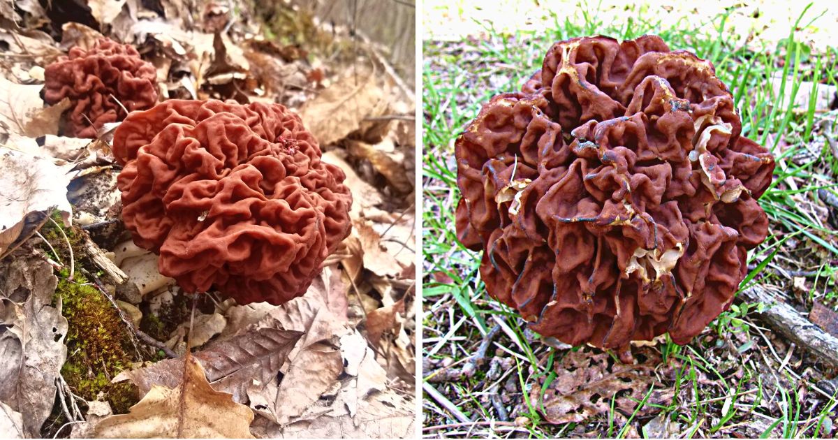 Edible Red Morels Mushrooms