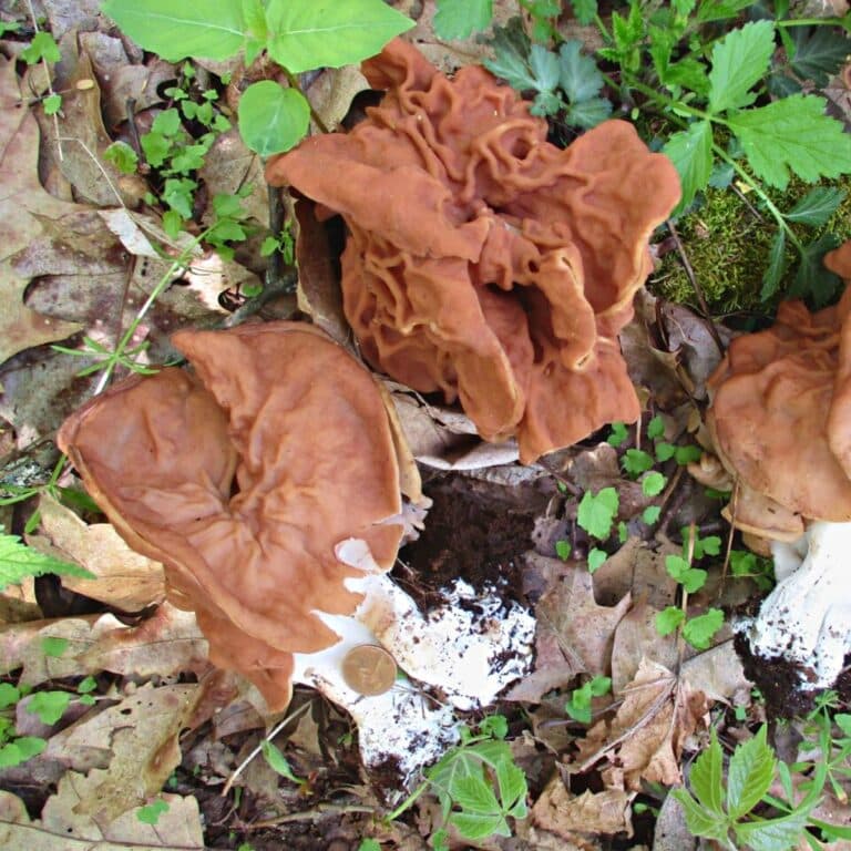 Mushroom Species - Mushroom Appreciation