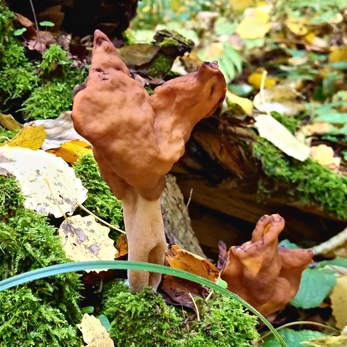 Morel Mushroom Identification: What to Look For and What to Avoid ...