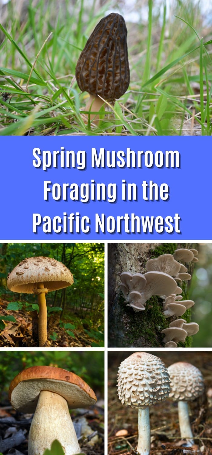 Spring Mushroom Foraging In The Pacific Northwest - Mushroom Appreciation