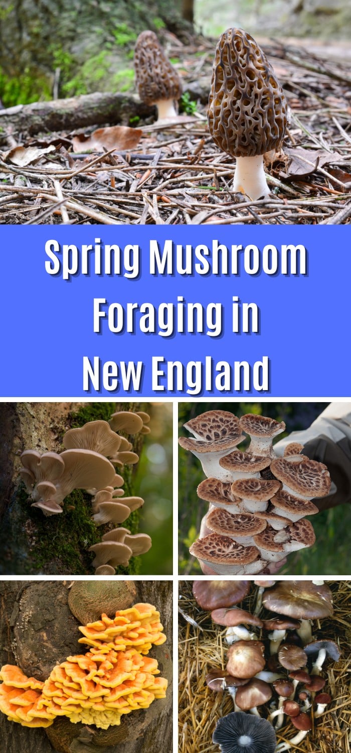 Spring Mushroom Foraging In New England - Mushroom Appreciation