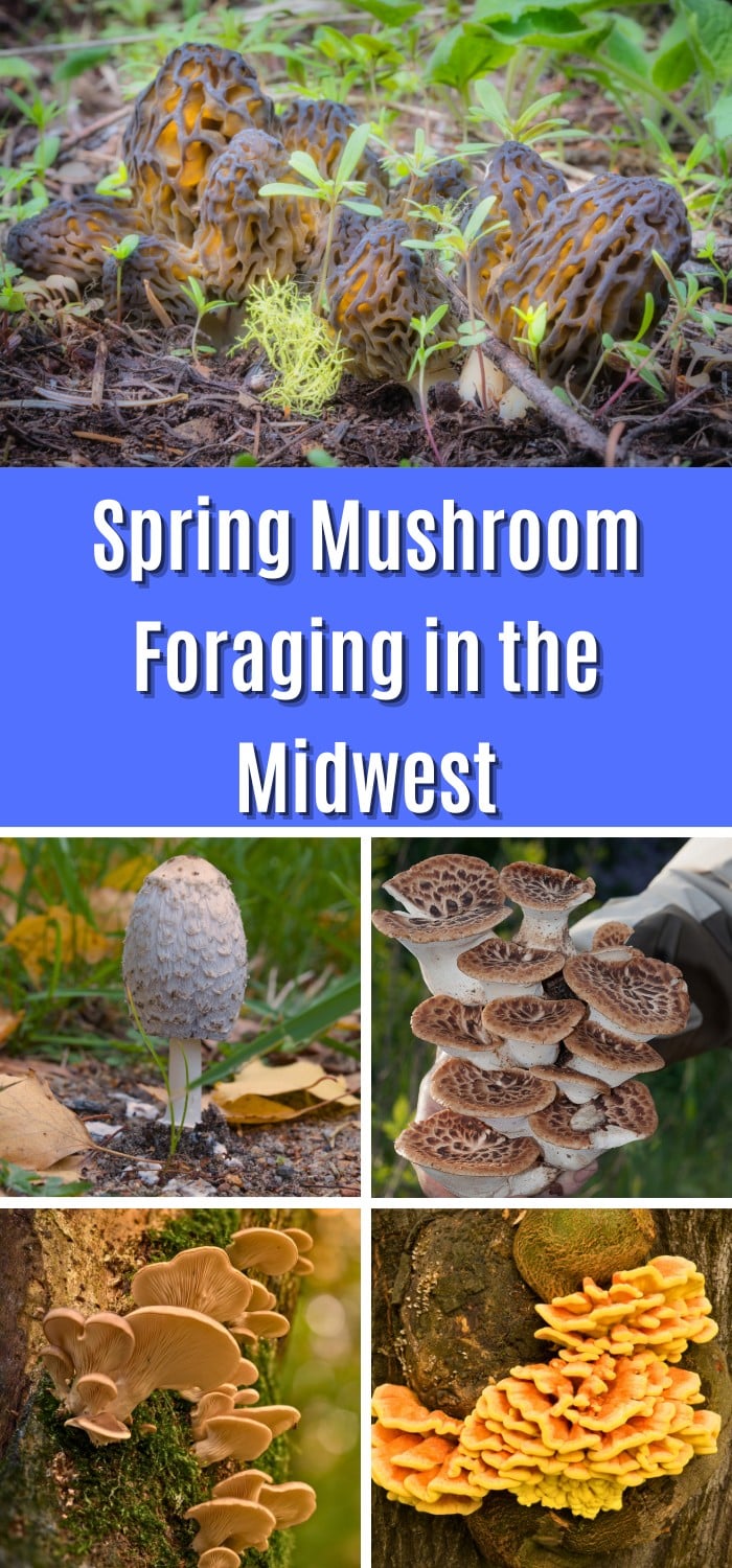 Spring Mushroom Foraging In The Midwest - Mushroom Appreciation